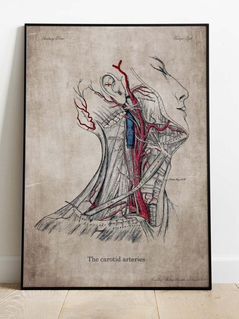 ANATOMY DECOR | Grafiki anatomiczne, obrazy, puzzle anatomiczne